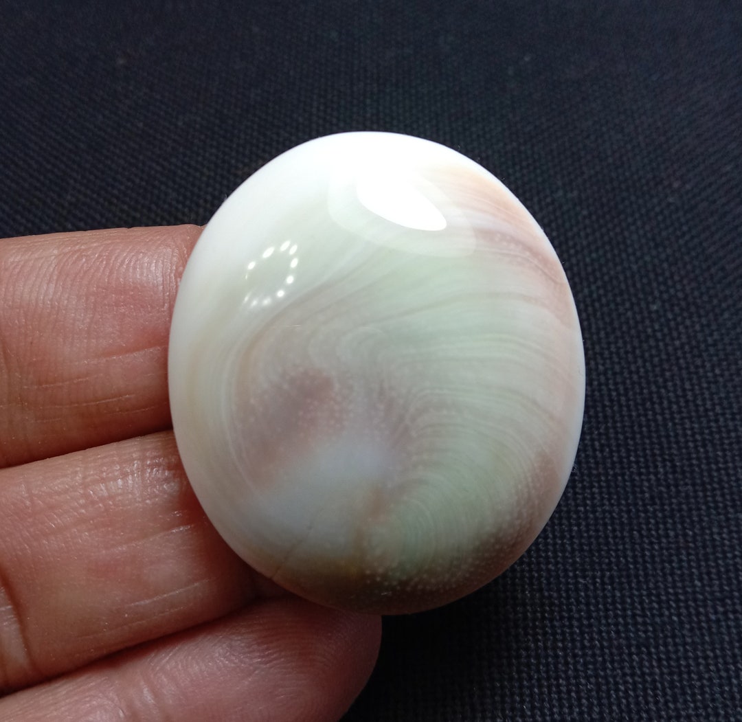 Shiva Eye - Operculum Shell - Shiva Eye Shell Oval Shape 72.00ct ...