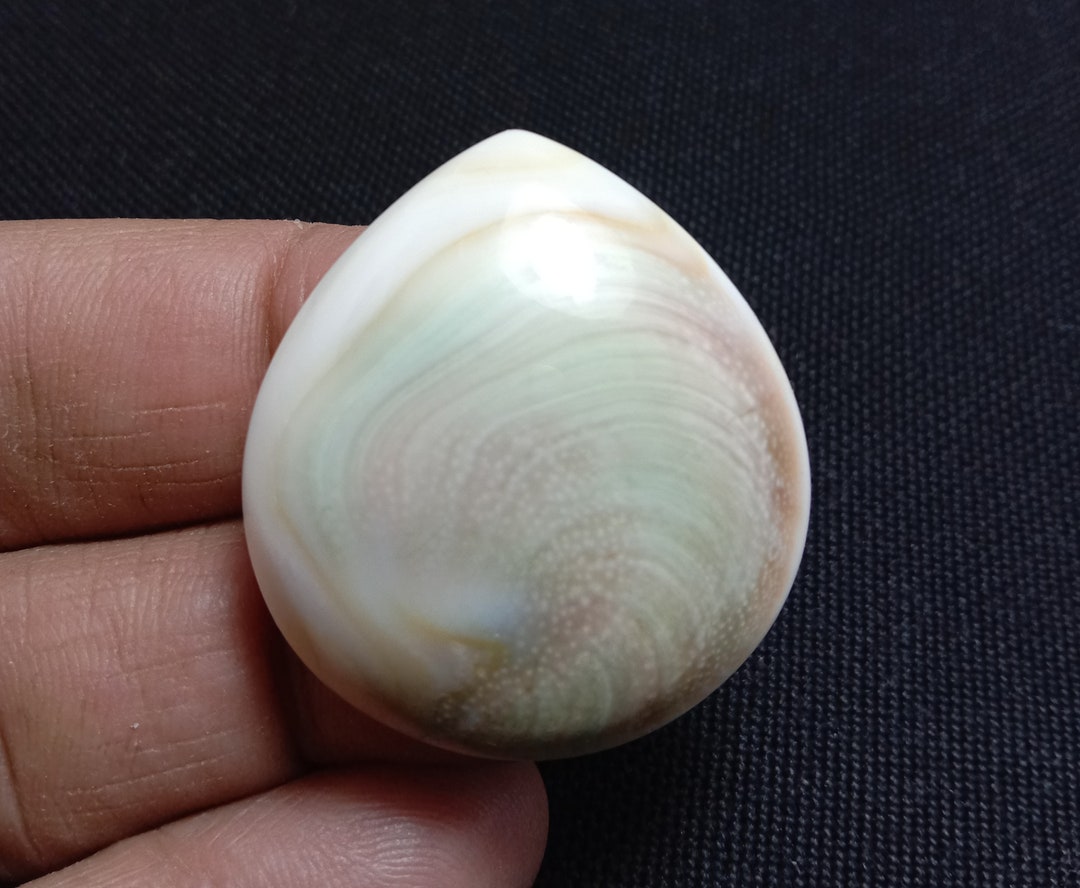 Shiva Eye Operculum Shell Shiva Eye Shell Big Size Pear Shape 68.00ct ...