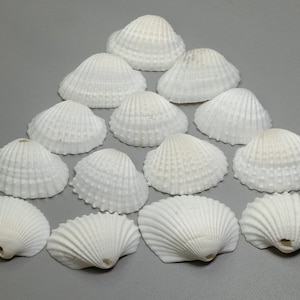 AAA White Scallop Shells With Hole: Jewelry Making, Beach Decor - Etsy