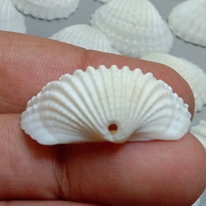AAA White Scallop Shells With Hole: Jewelry Making, Beach Decor - Etsy