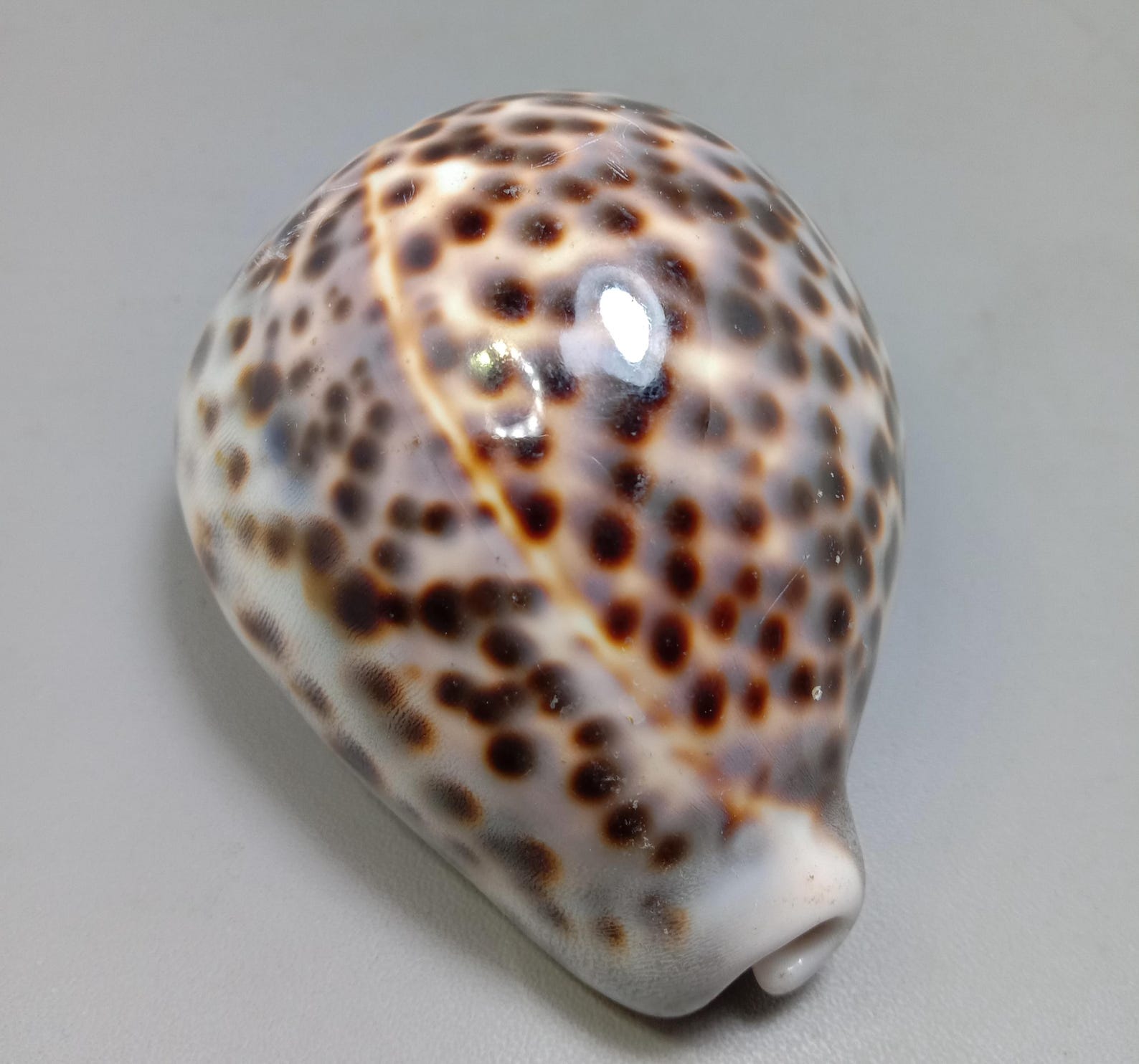 Natural Tiger Cowrie Shell: Beach Decor, Jewelry Making, Aquarium - Etsy