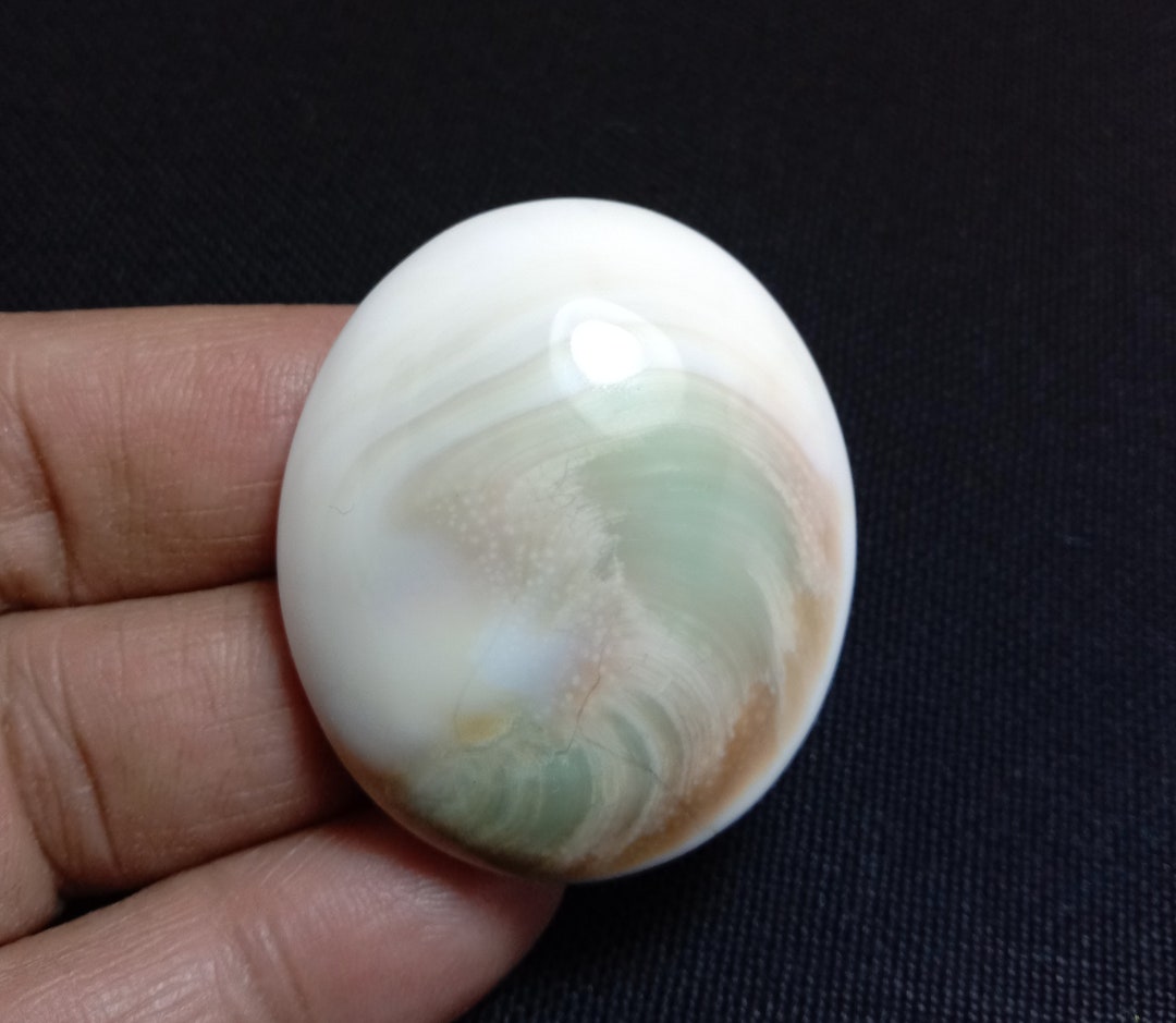 Shiva Eye Operculum Shell Shiva Eye Shell Big Size Oval Shape 118.00ct ...