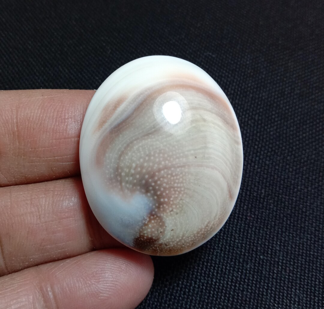 Shiva Eye - Operculum Shell - Shiva Eye Shell Oval Shape 83.00ct ...