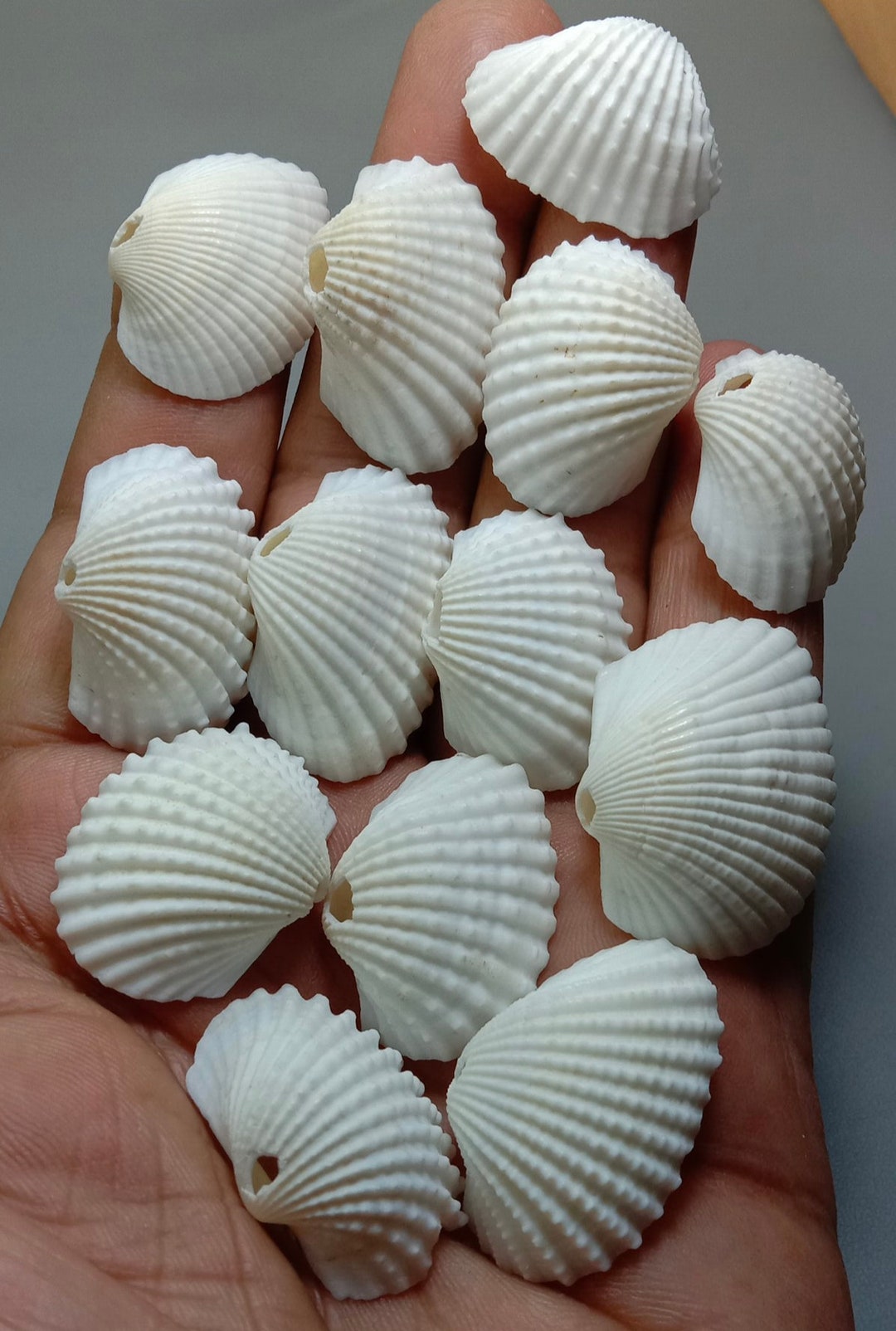 Scallop Shells - AAA Quality Natural White Seashell Loose With One Hole ...