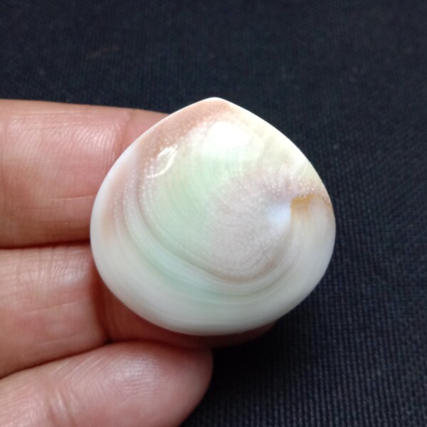 Operculum Jewelry - Etsy