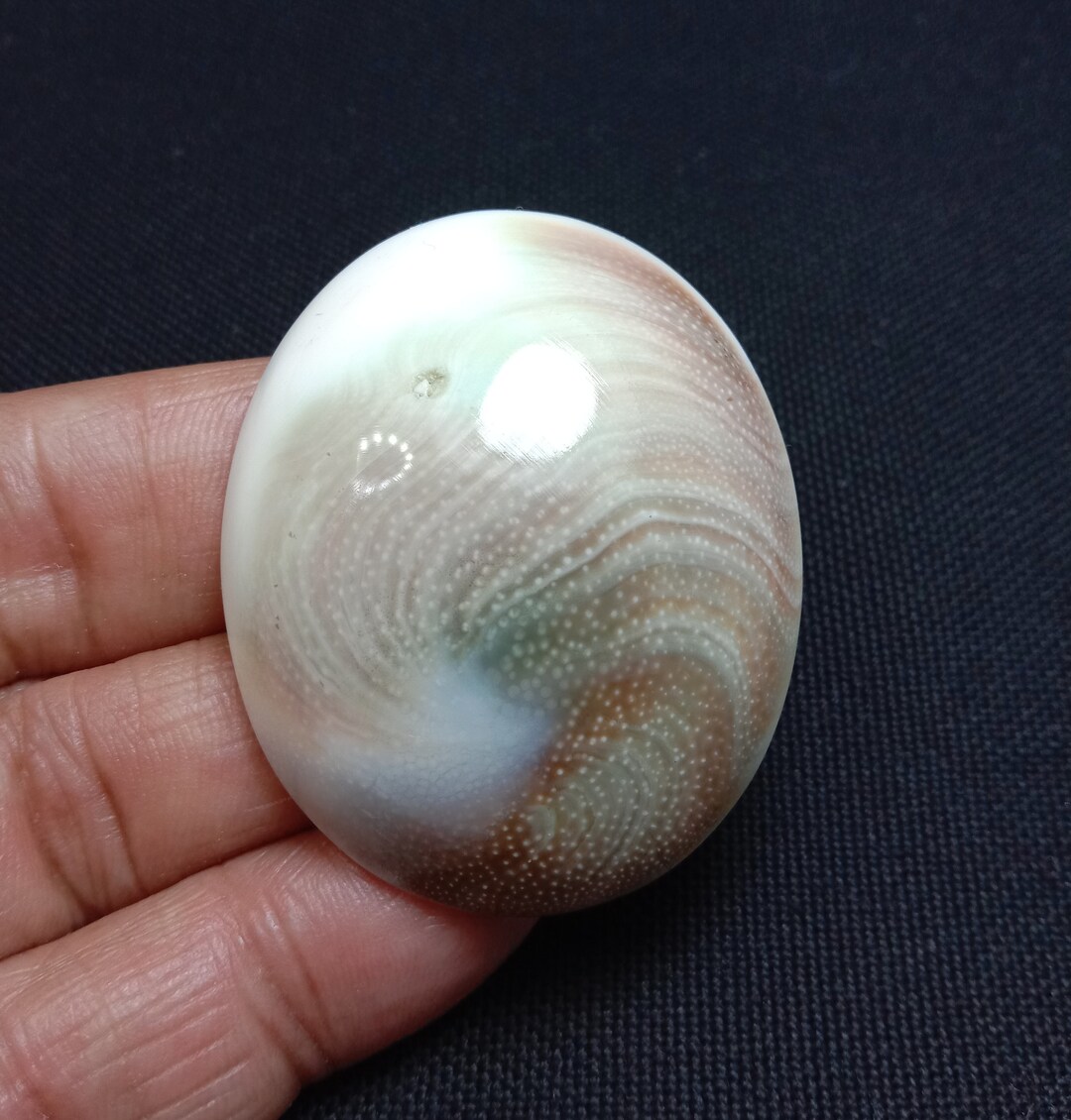 Shiva Eye Operculum Shell Big Size Shiva Eye Shell Oval Shape 164.00ct ...