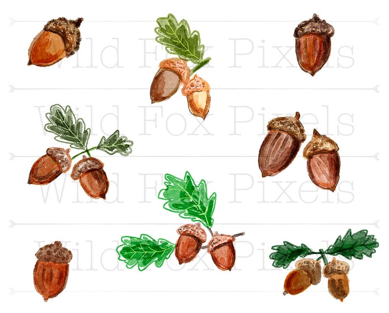 Acorns Watercolor Clipart Hand Drawn Clipart Commercial Use - Etsy UK