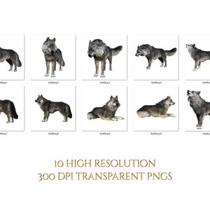 10 Cinematic Realistic Gray Wolf Overlays, Wolf Overlays, Realistic ...