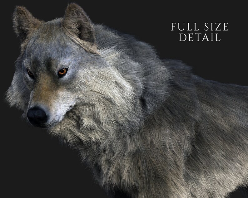10 Cinematic Realistic Gray Wolf Overlays, Wolf Overlays, Realistic ...