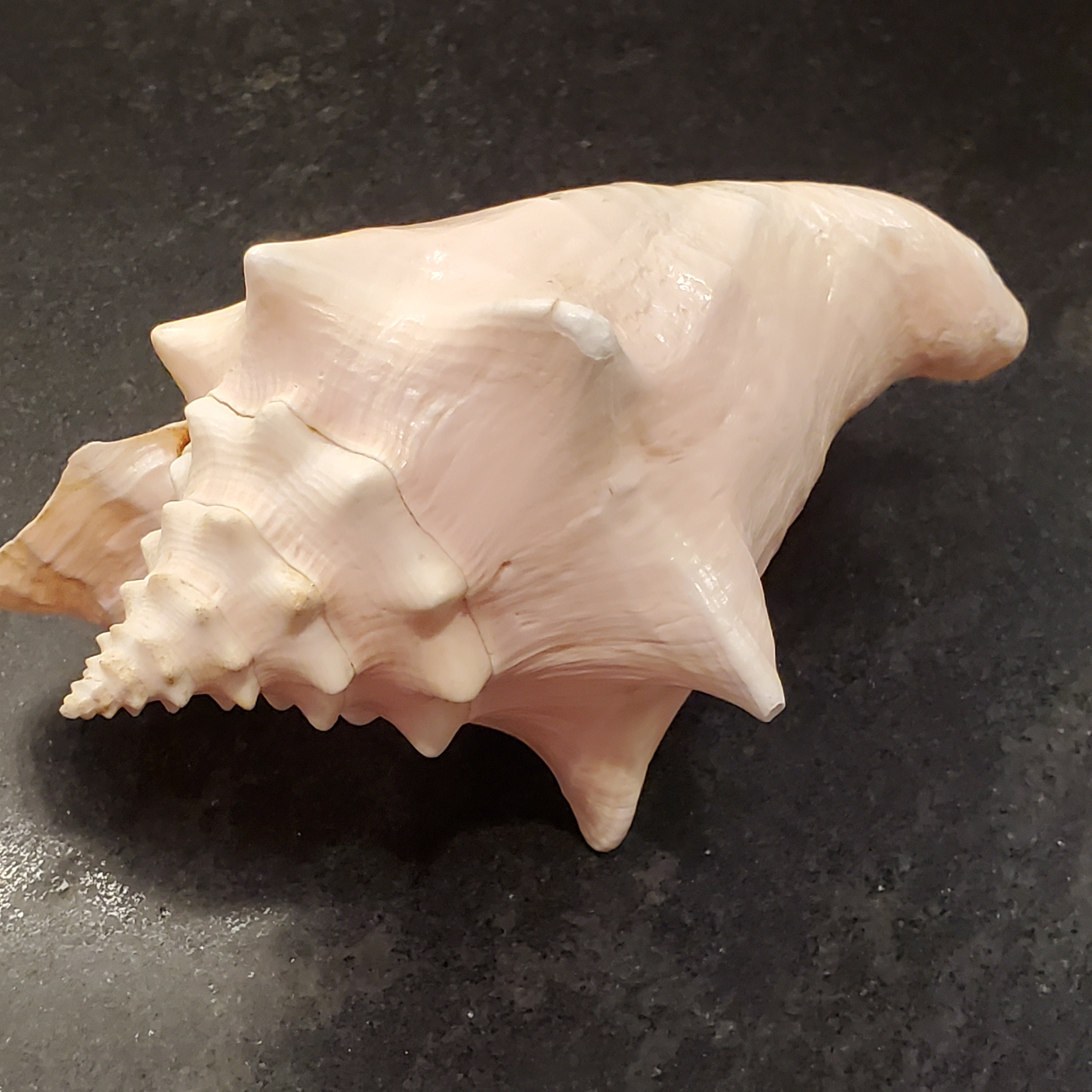 Large Conch Shell - Etsy