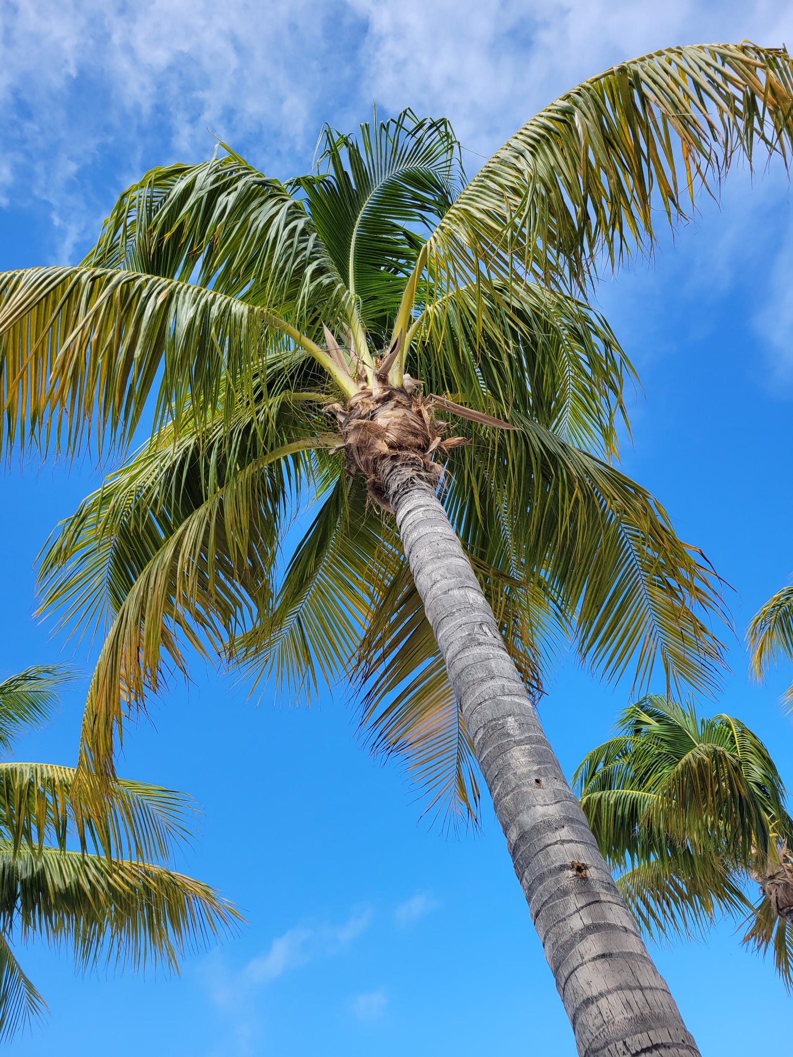 Palm Tree Digital Print - Etsy