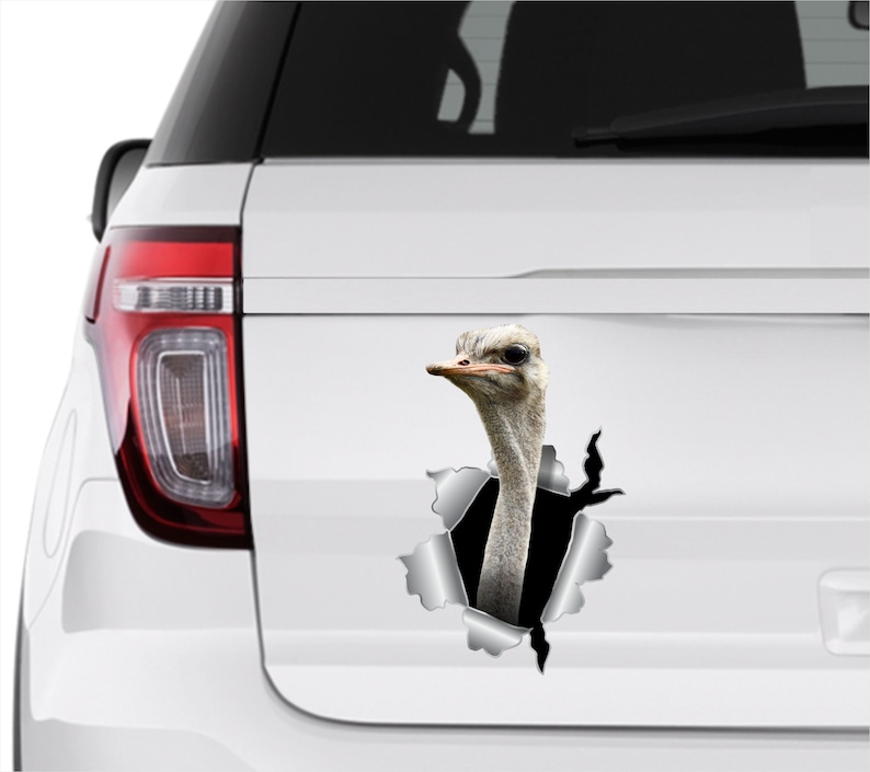 Ostrich Sticker Ostrich Decal Funny Ostrich Car Decal Bumper | Etsy