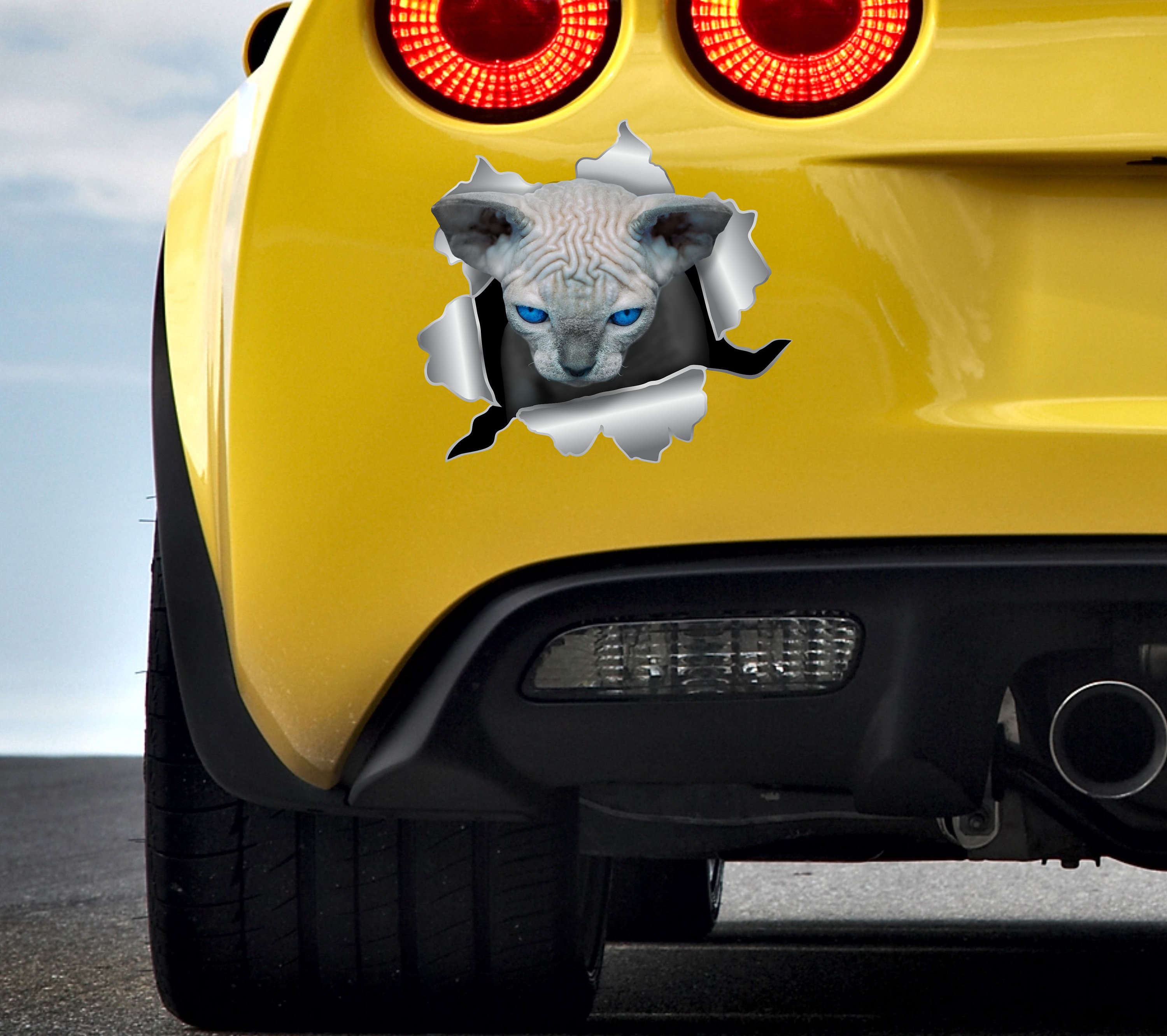 Kitten Canadian Sphynx Car Sticker Sphynx Cat Sticker Sphynx Decal ...