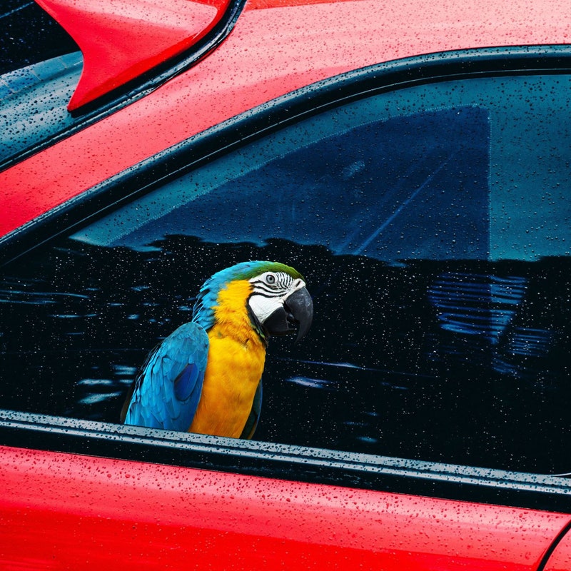 Parrot Decal - Etsy