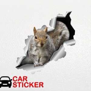 Squirrel Sticker Squirrel Car Sticker Funny Car Decal Squirrel Car ...
