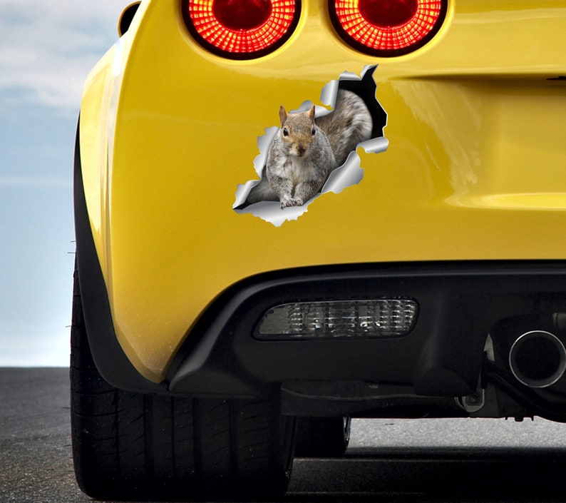 Squirrel Sticker Squirrel Car Sticker Funny Car Decal Squirrel | Etsy