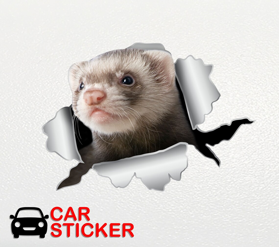 Ferret Sticker Ferret Decal Car Sticker Ferret Ferret Car - Etsy