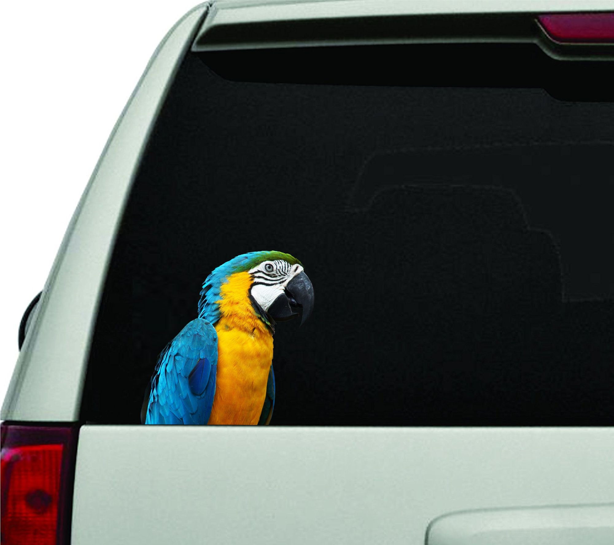Parrot Car Car Sticker Parrotlet Female Car Decal Art - Etsy UK