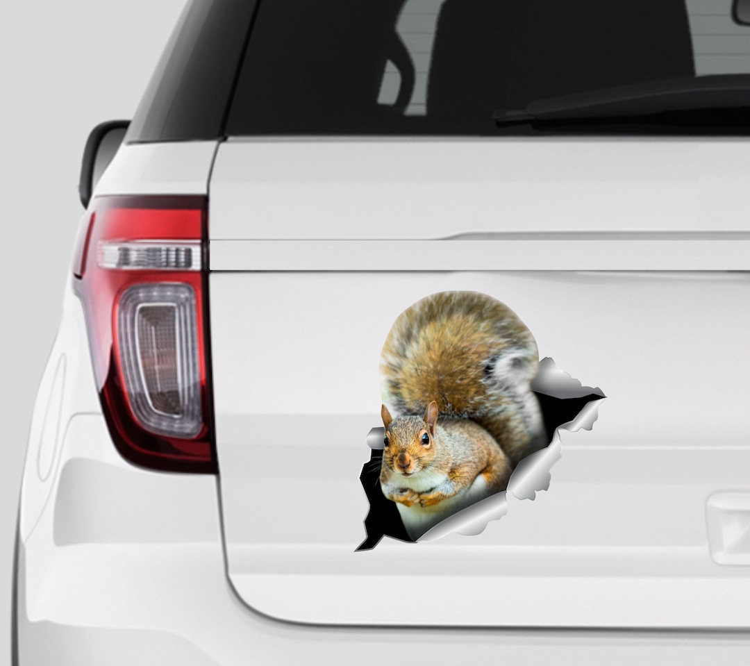 Squirrel Sticker Squirrel Car Sticker Funny Car Decal Squirrel Car ...