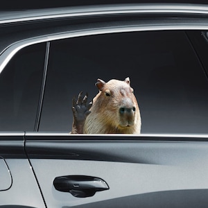 Capybara Hello Capybara Car Sticker Capybara Paws Sticker Car ...