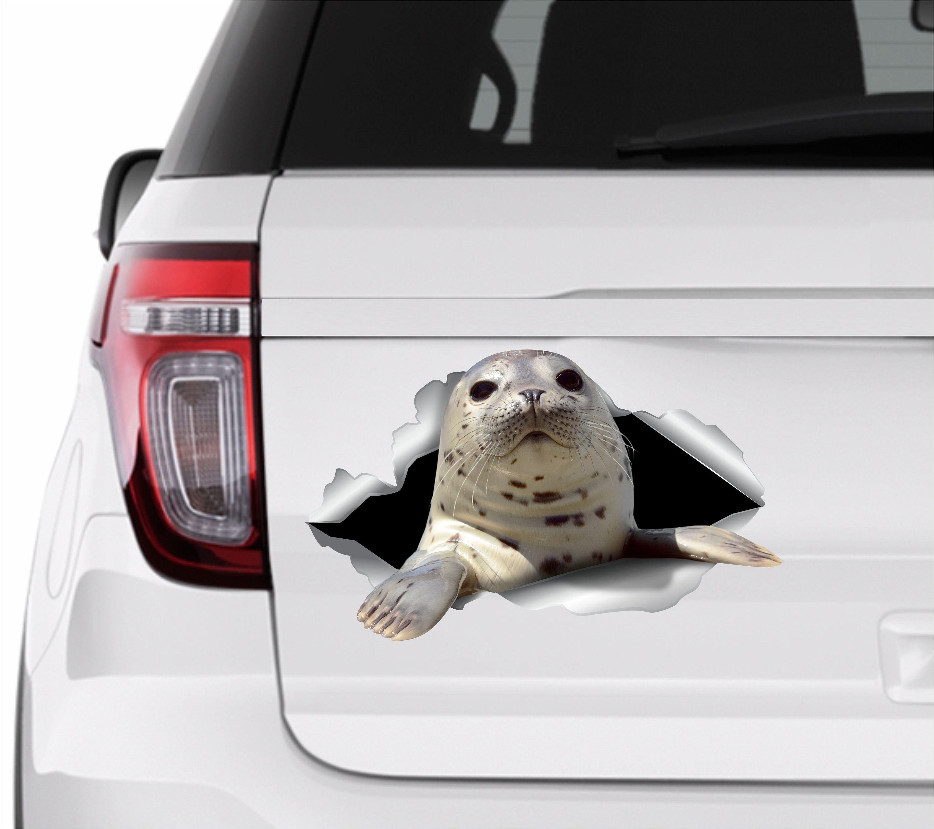 Harbor Seal Harbor Sticker Car Sticker Harbor Decal Car - Etsy