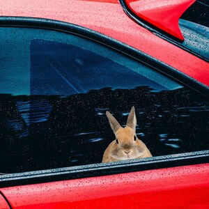 Rabbit Car Sticker Bumper Sticker Rabbit Sticker Rabbit Car Animal ...