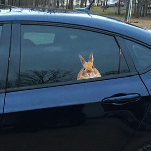 Rabbit Car Sticker Bumper Sticker Rabbit Sticker Rabbit Car Animal ...