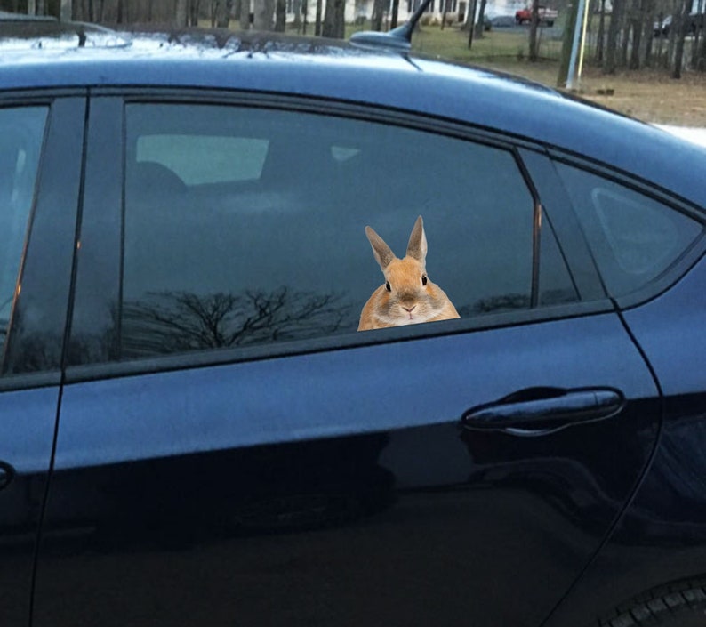 Rabbit Car sticker Bumper sticker Rabbit sticker Rabbit car | Etsy