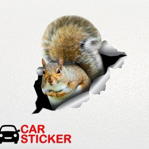 Squirrel Sticker Squirrel Car Sticker Funny Car Decal Squirrel Car ...