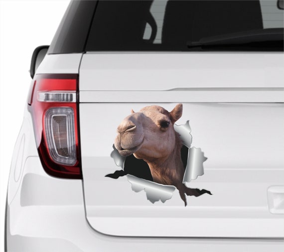 Funny Camel Car
