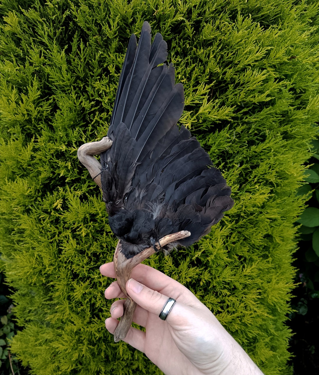 Crow Wing Smoke Cleansing Fan - Etsy