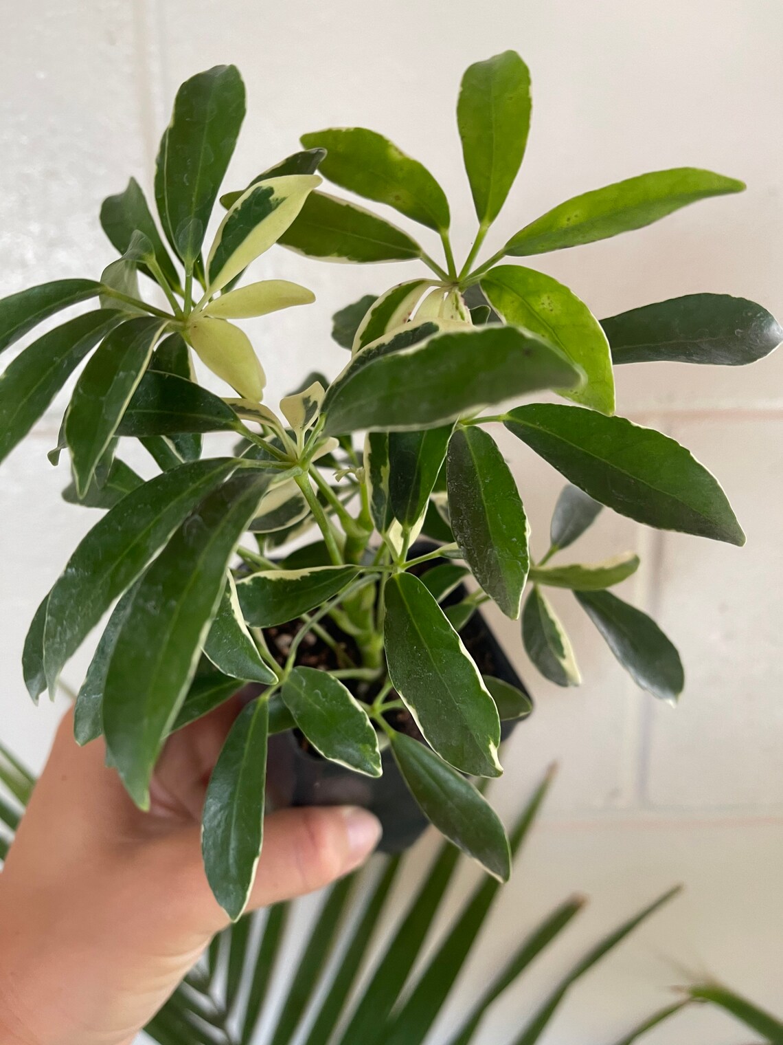 Dwarf Umbrella Tree | Etsy