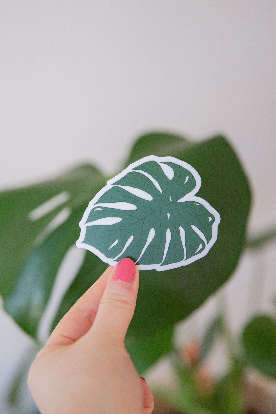 Monstera Deliciosa Sticker - Etsy