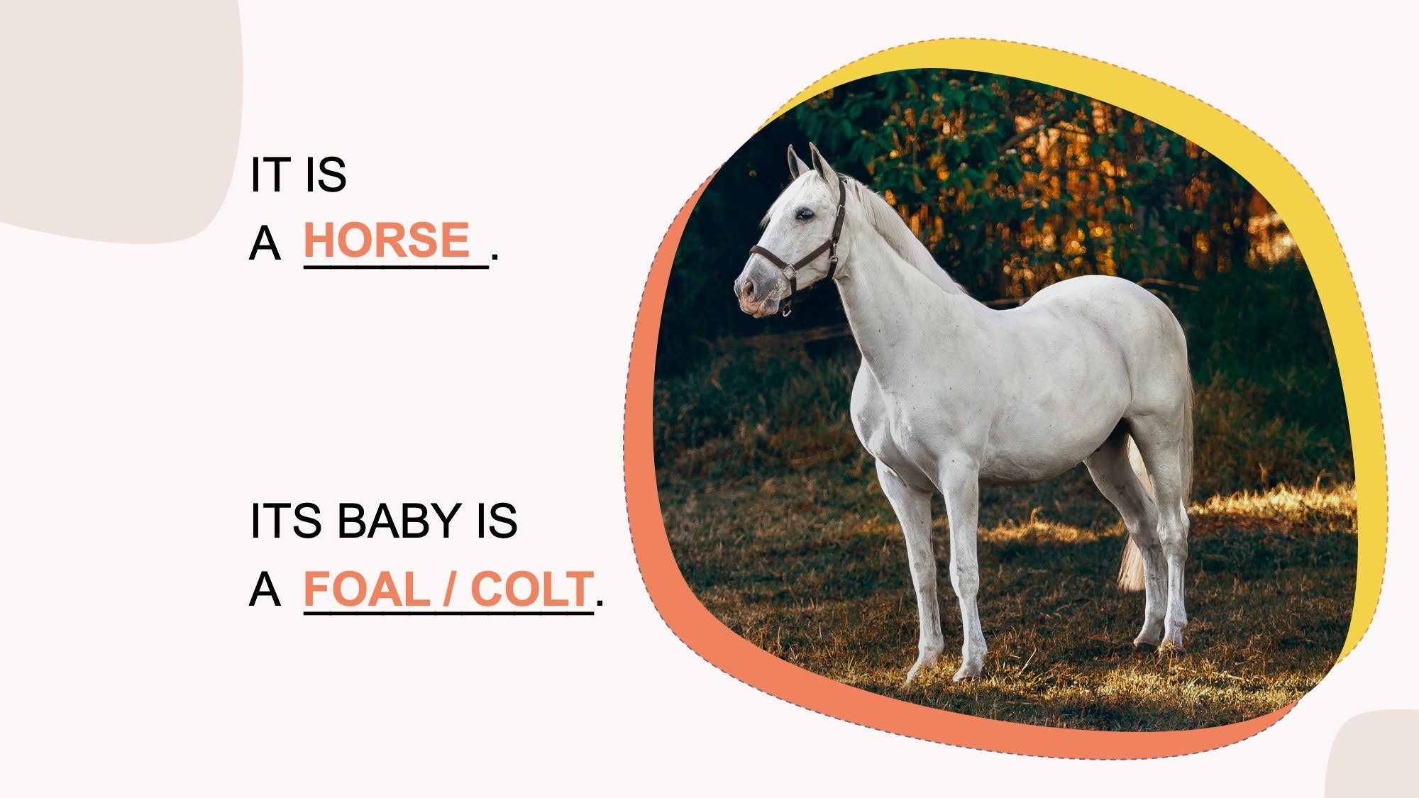 Powerpoint Fun BABY Animal GAME TEMPLATE for Kids Editable Mc and Pc ...