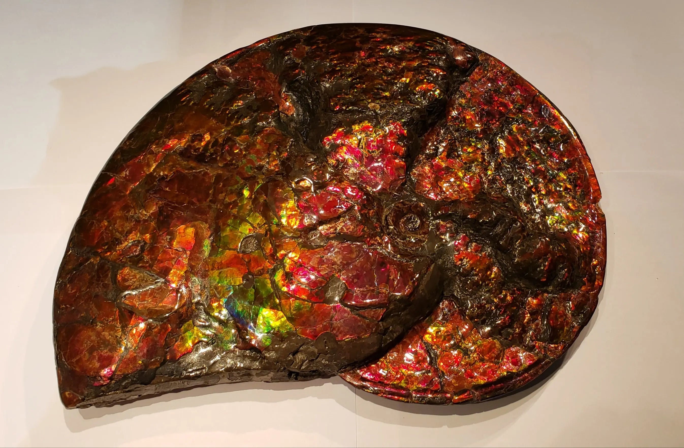 Ammonite Large Art Piece With Amazing Edges Pn: E1418 - Etsy