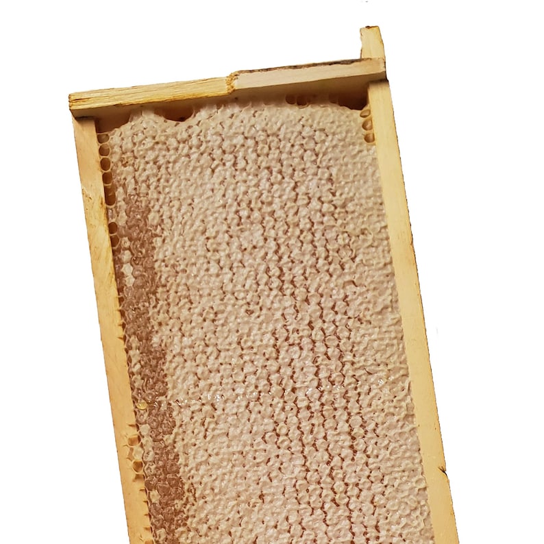 Pure Southern Honey Whole Wooden Honeycomb Frame - Etsy