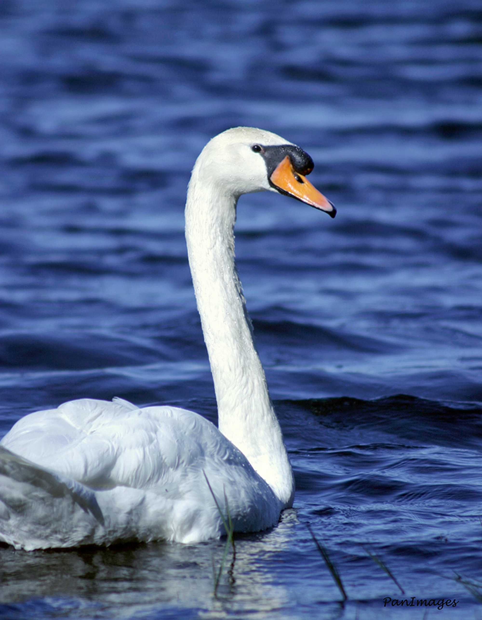 My Best Side, Swan, Swan Wall Art, Photo of Swan - Etsy