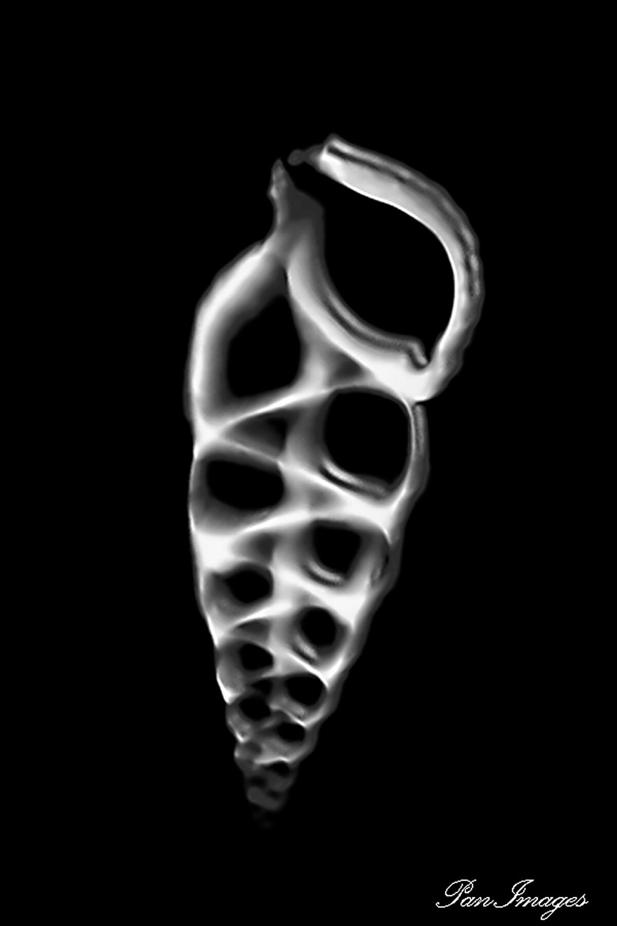 Cone Shell X-ray, Cone Shell, Shell Collectors Wall Art, Sea Shell - Etsy