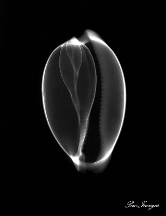 Sea Shell X-Ray of Sea Shell Shell Collectors Wall Art | Etsy