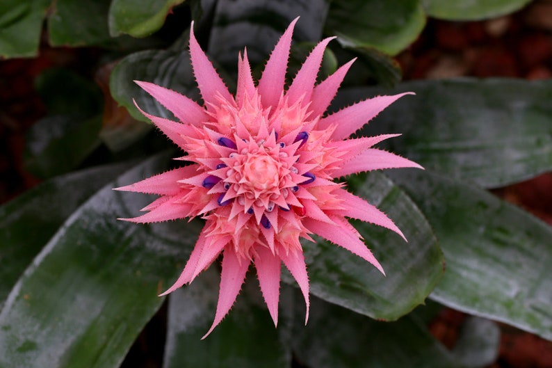 Pink Bromeliad Photo Print 01 - Etsy