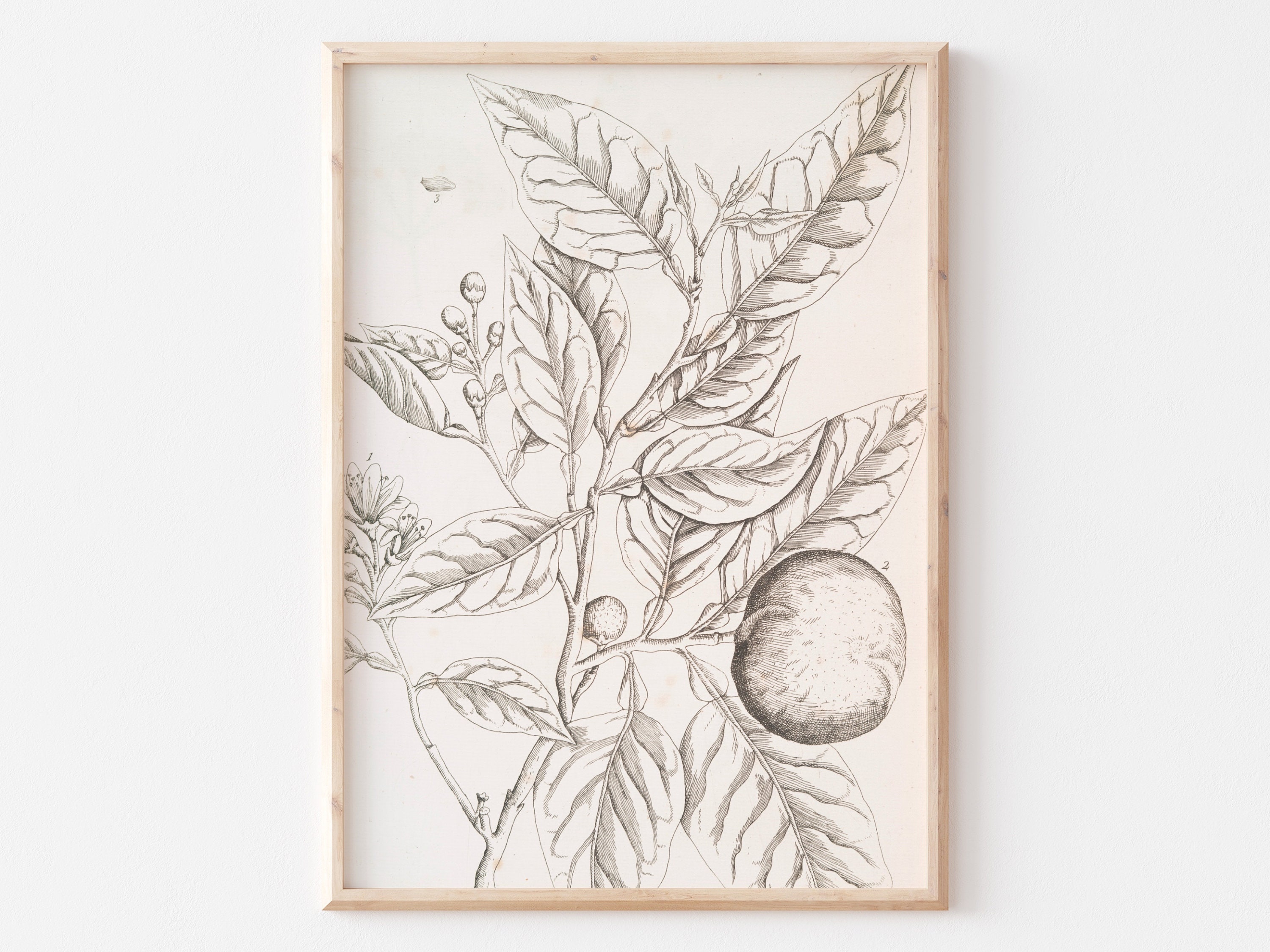 Printable Art Vintage Neutral Botanical Art Black & White | Etsy