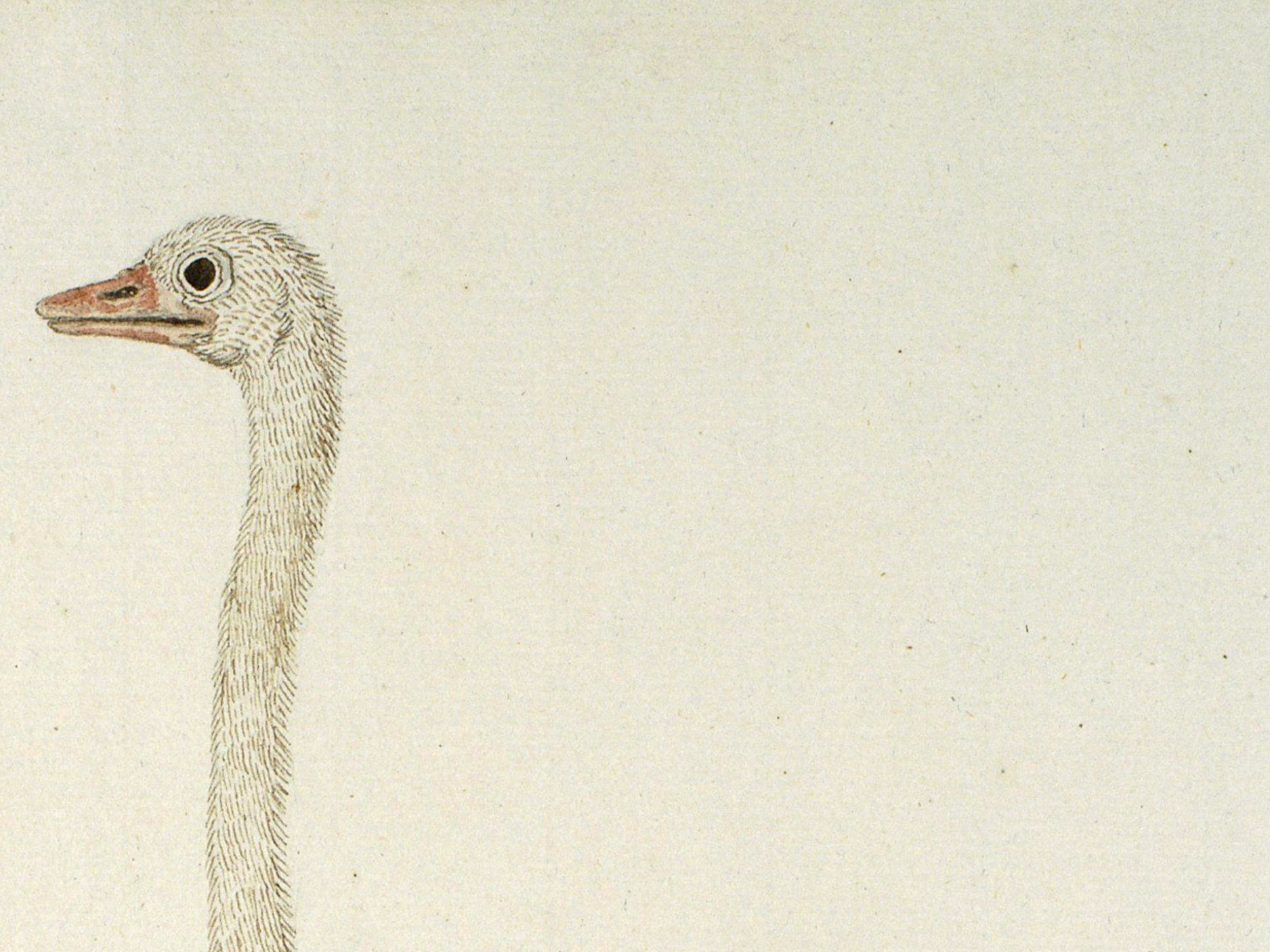 Printable Art | Vintage Ostrich Painting Printable | Black and White ...