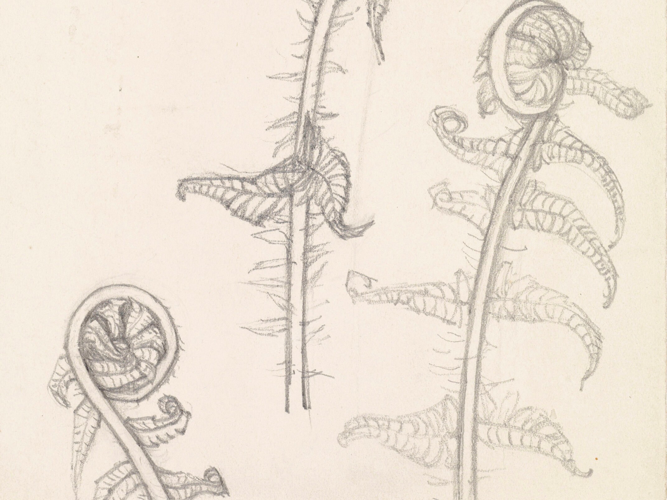 Printable Art Vintage Fern Sketch Art Print Gray & White | Etsy