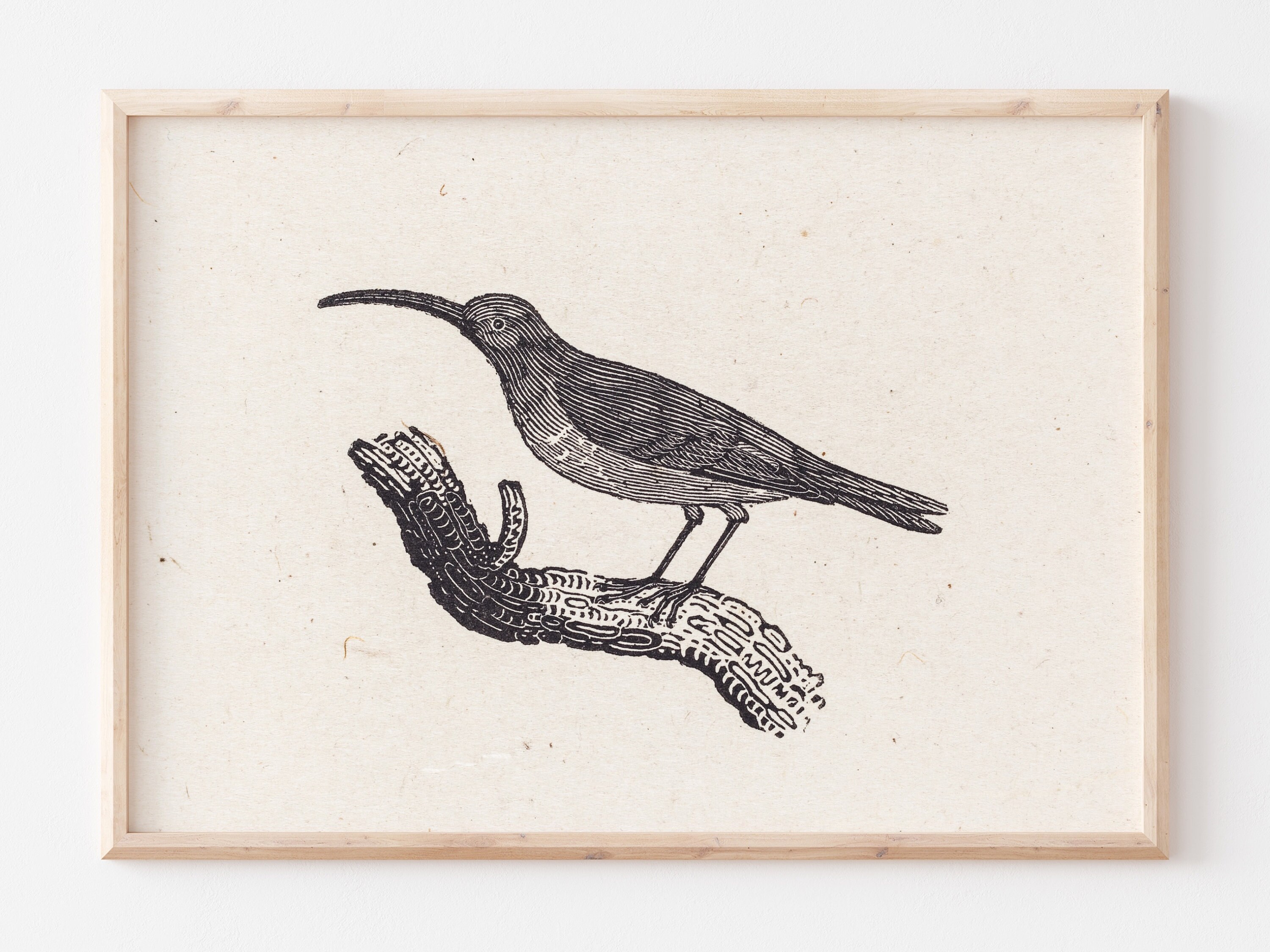 Printable Art | Vintage Bird Etching | Black & White | Farmhouse ...