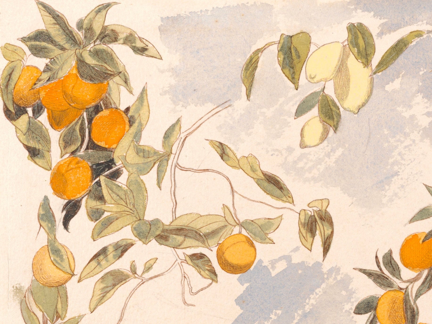 Samsung Frame TV Art File Vintage Citrus Botanical Art - Etsy