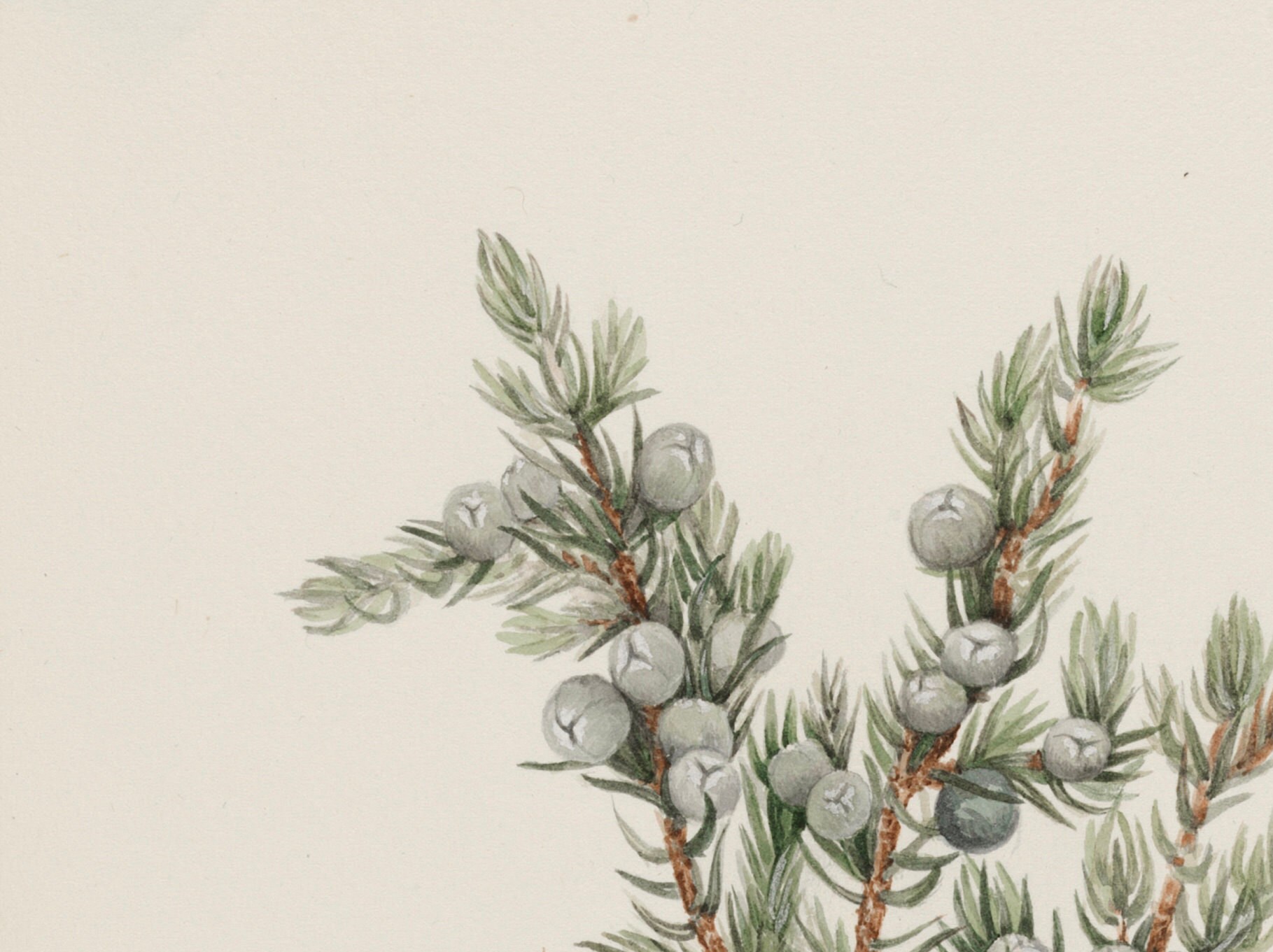 Printable Art | Vintage Juniper Botanical Print | Blues & Greens ...