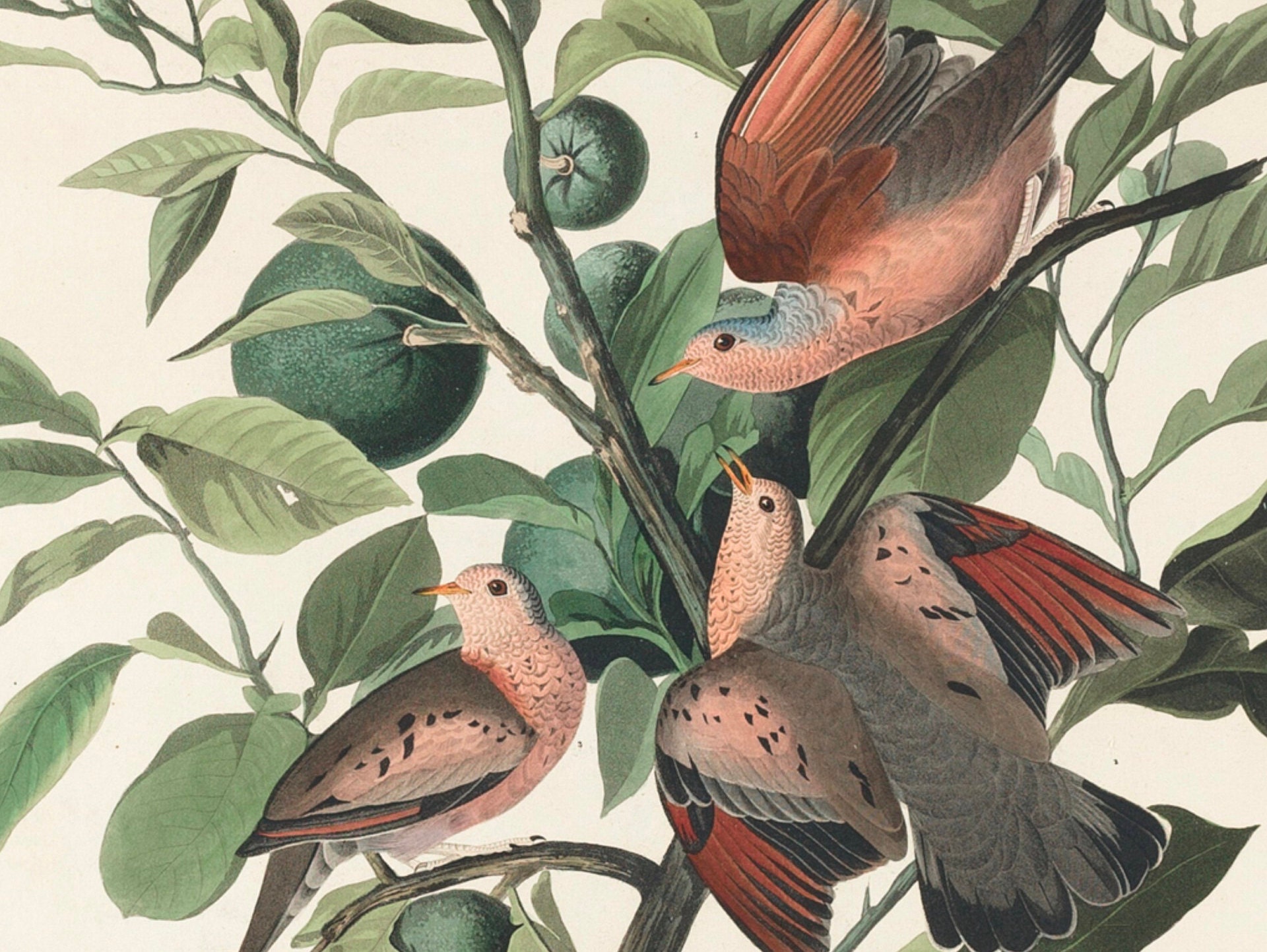 Samsung Frame TV Art Vintage Dove Bird Art Print Pinks - Etsy