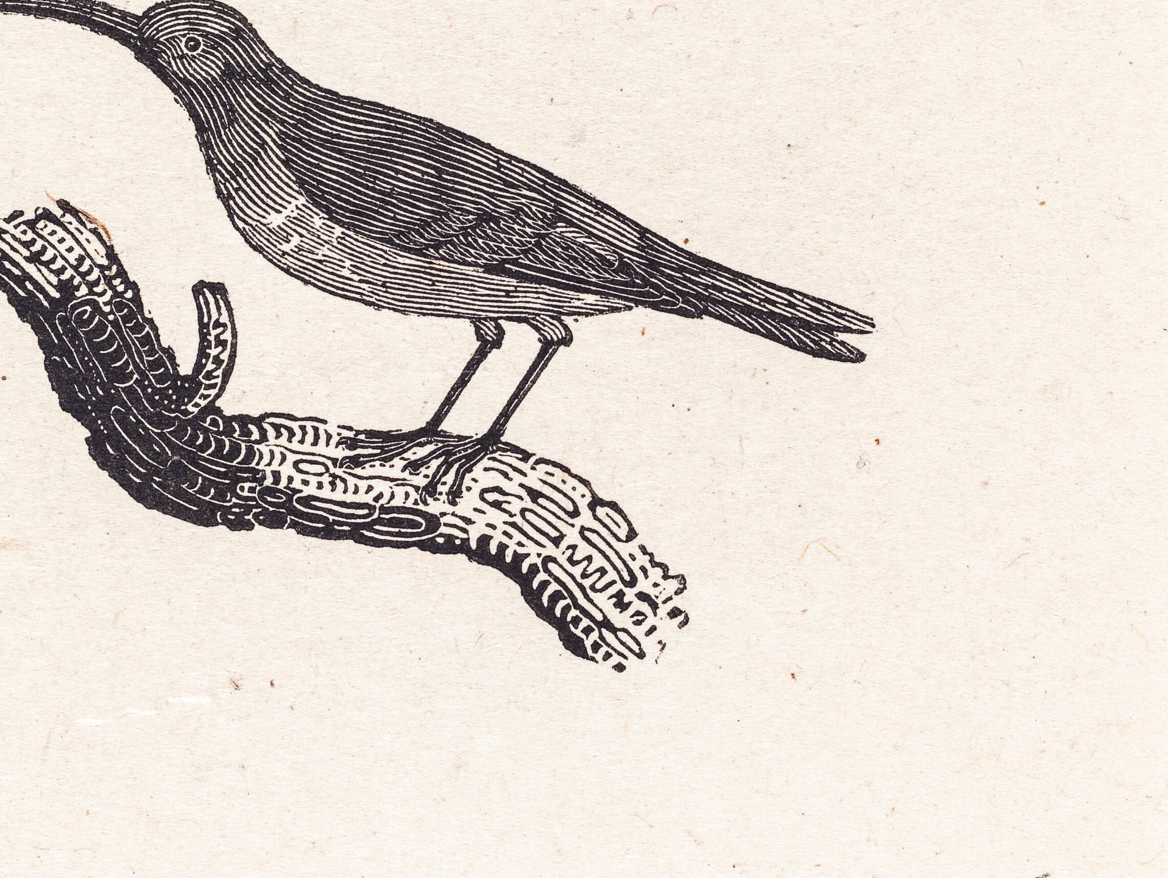 Printable Art Vintage Bird Etching Black & White | Etsy