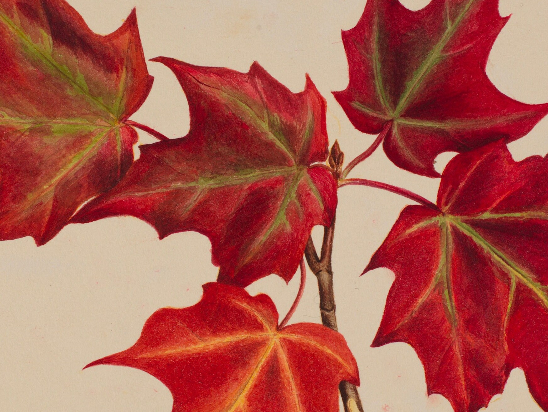 Printable Art Vintage Fall Leaves Botanical Painting | Etsy