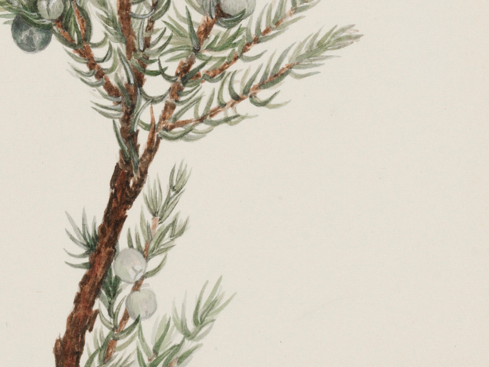 Printable Art | Vintage Juniper Botanical Print | Blues & Greens ...
